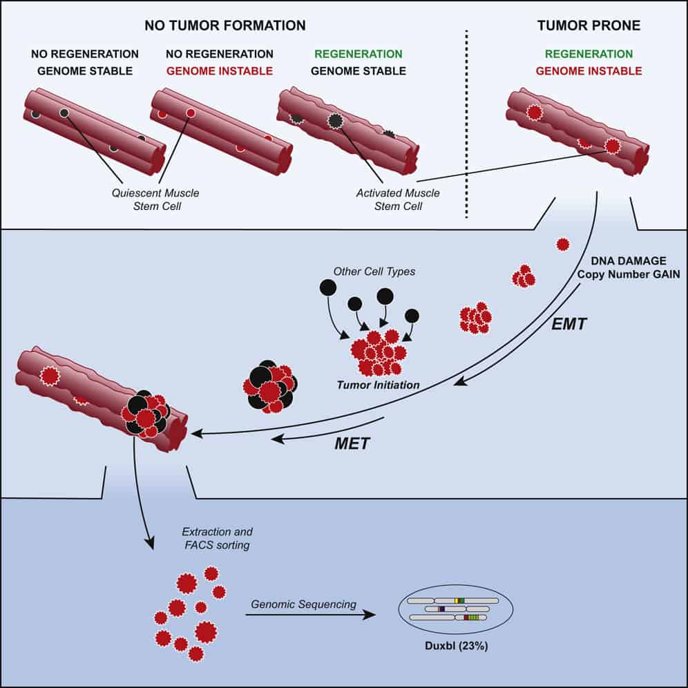 Why Your Scientific Publications Need A Graphical Abstract Why Your Scientific Publications Need A Graphical Abstract